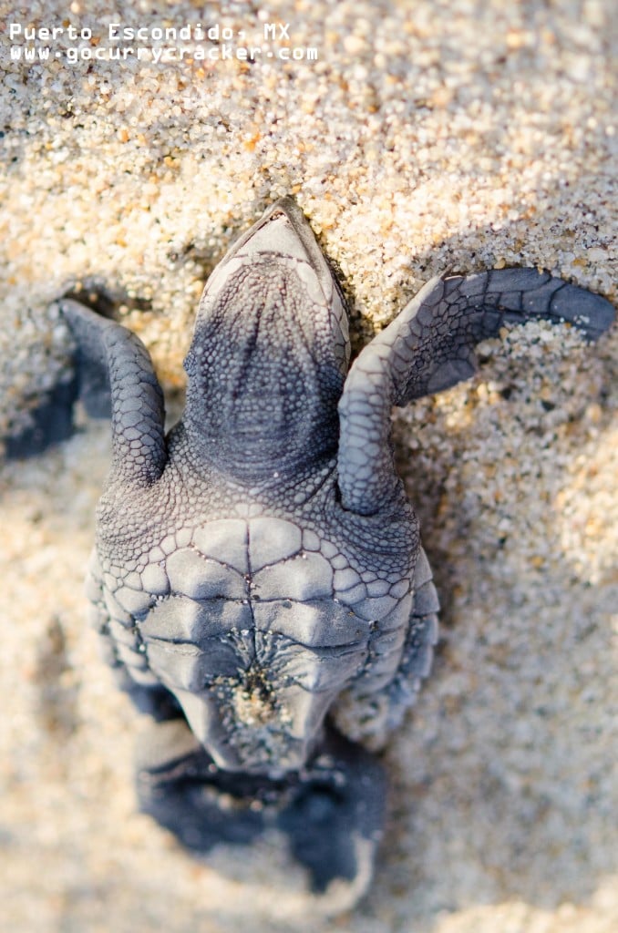 Do Turtles Have Belly Buttons? - Go Curry Cracker!